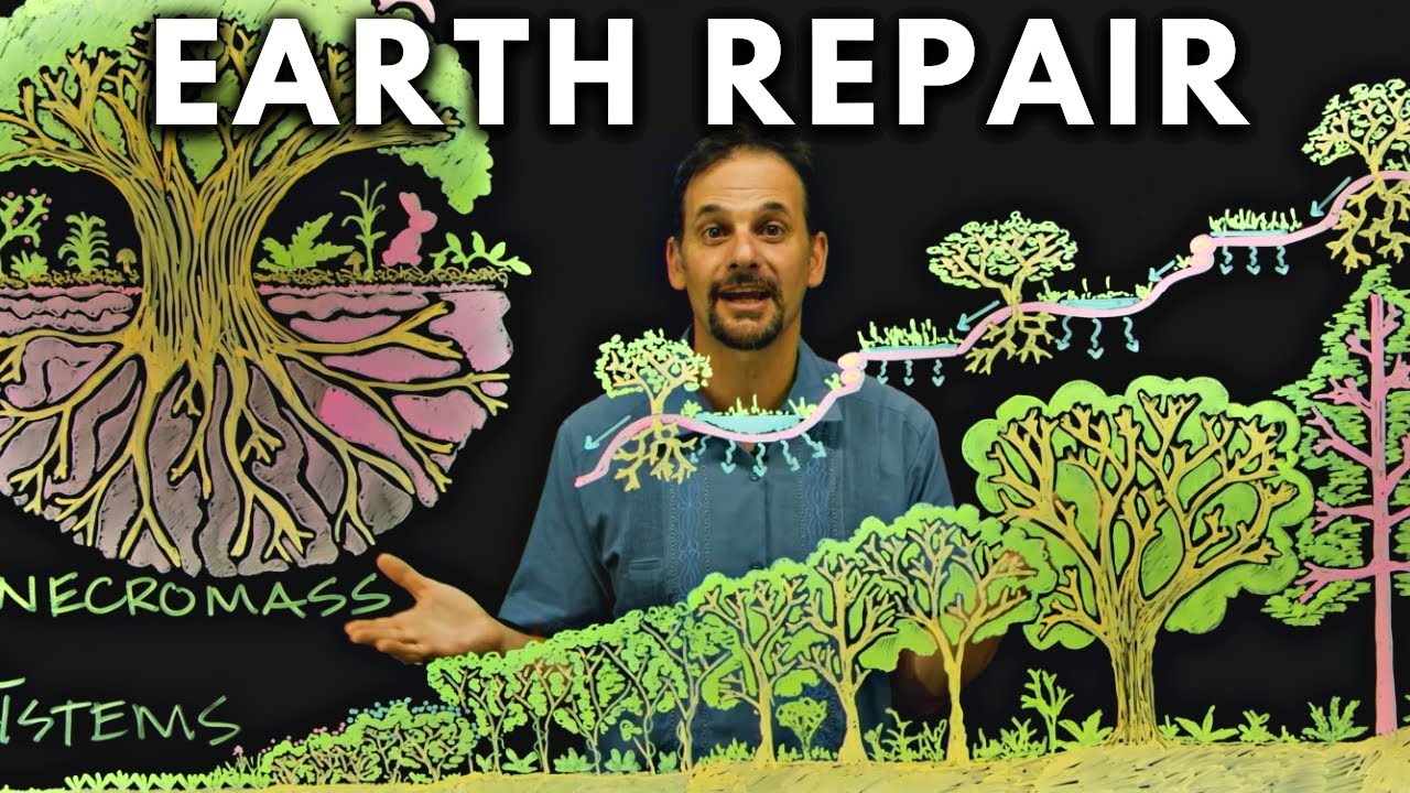 What is the best way to restore a damaged ecosystem? - In Your Travel