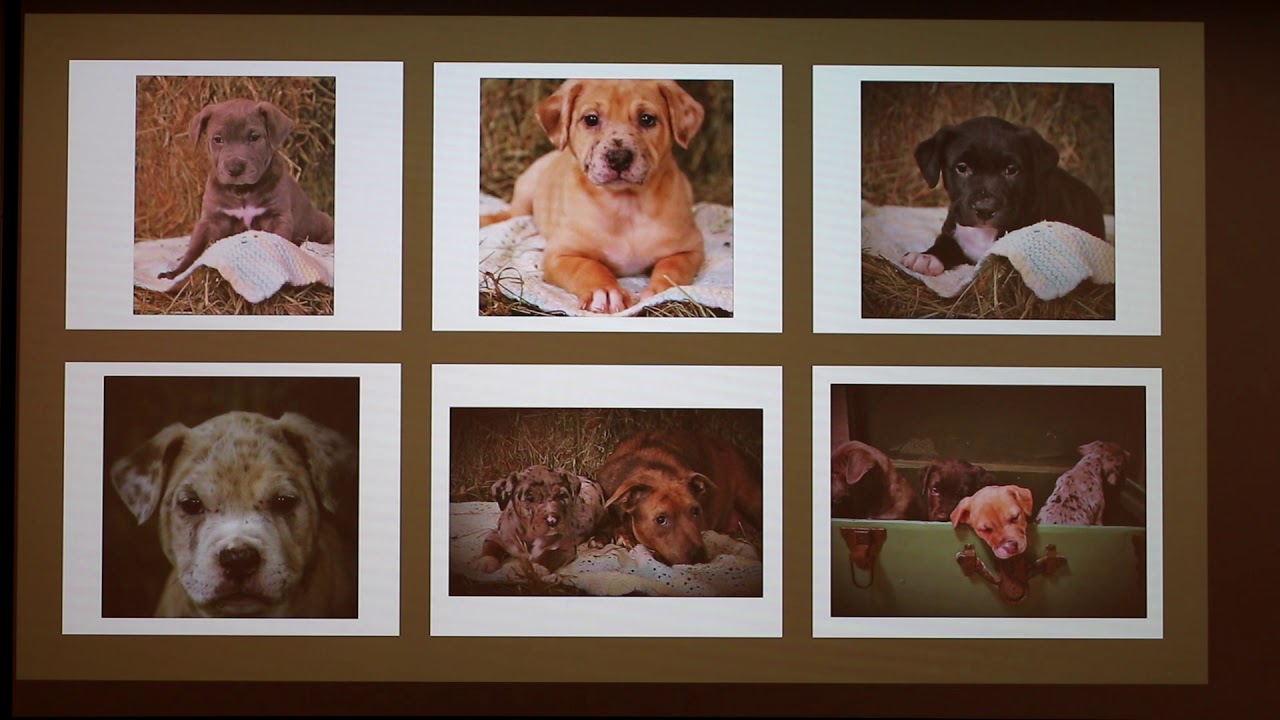 What is the most accurate way to determine the age of an animal? - In ...