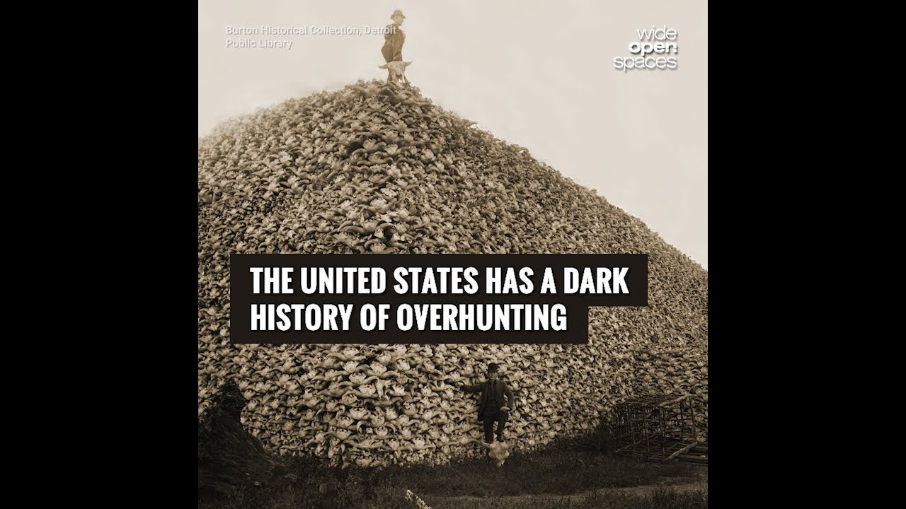 How can we stop overhunting? - In Your Travel